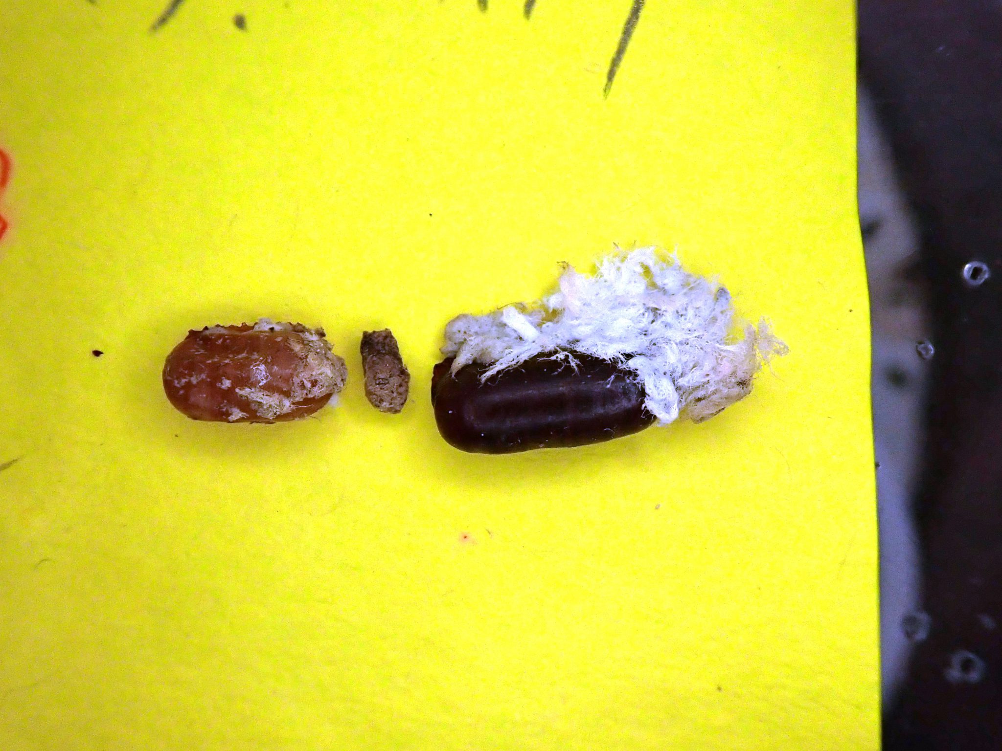 単為F10ワモンゴキブリ成虫の卵鞘 | ねずみ・害虫・シロアリ駆除ならシー・アイ・シー