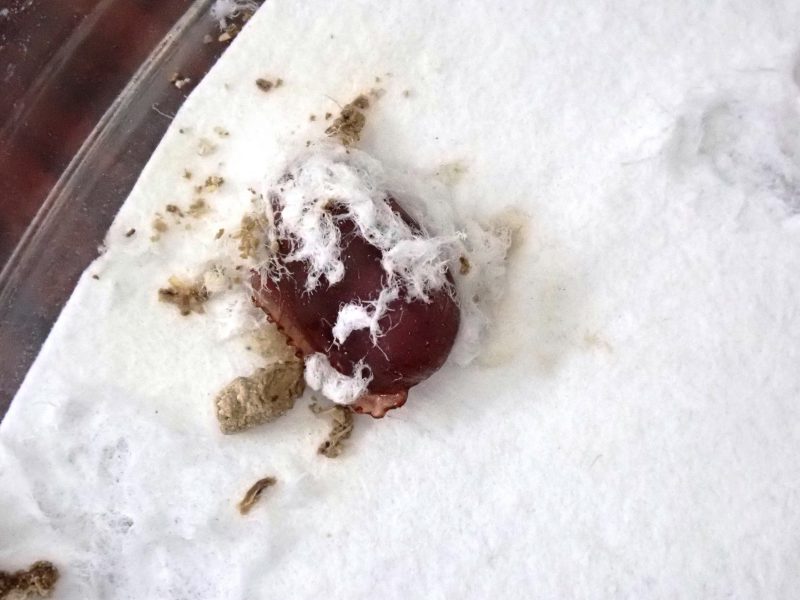 ワモンゴキブリ単為発生F12卵鞘 | ねずみ・害虫・シロアリ駆除ならシー・アイ・シー