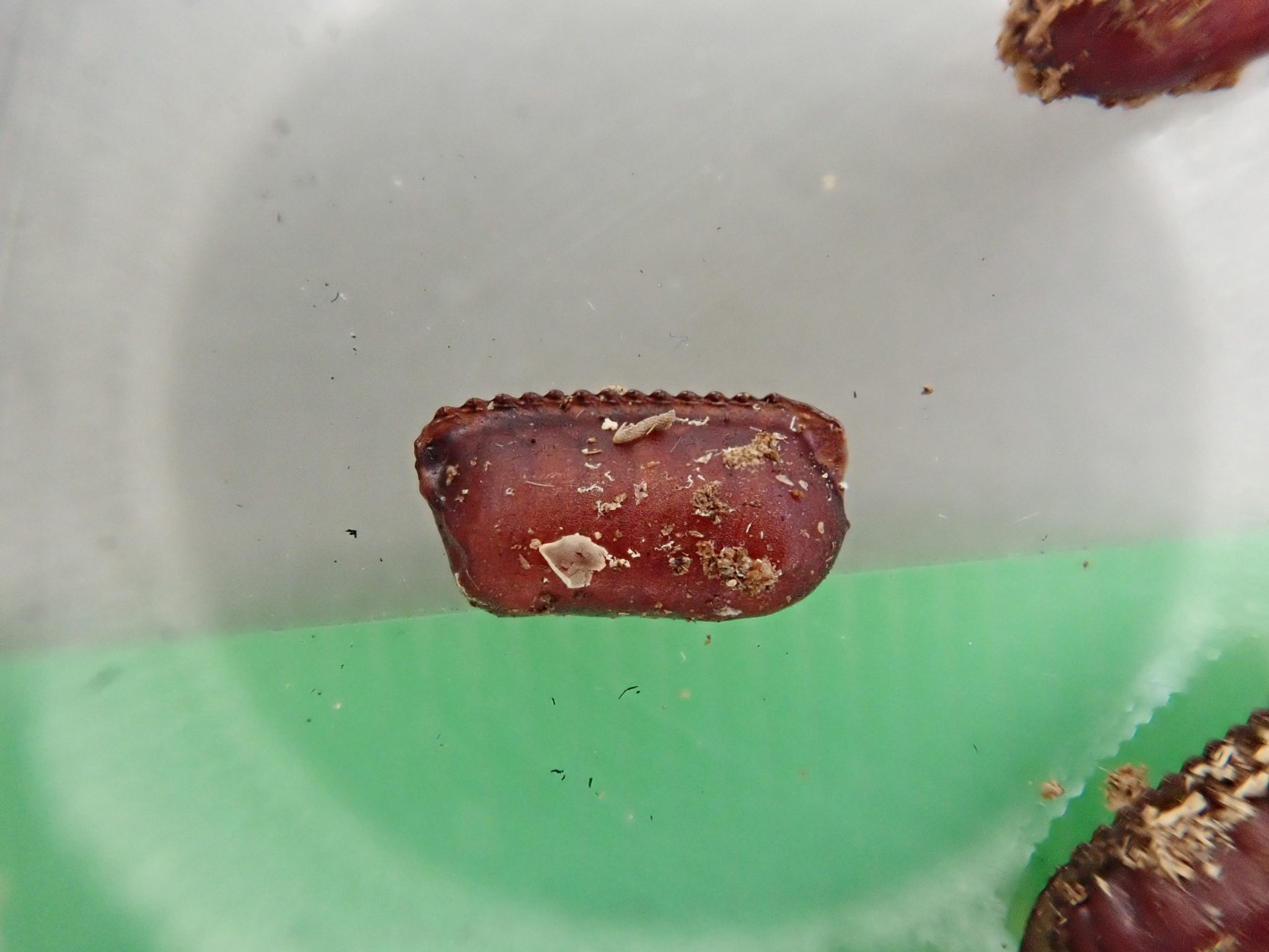 スズキゴキブリ卵鞘 | ねずみ・害虫・シロアリ駆除ならシー・アイ・シー