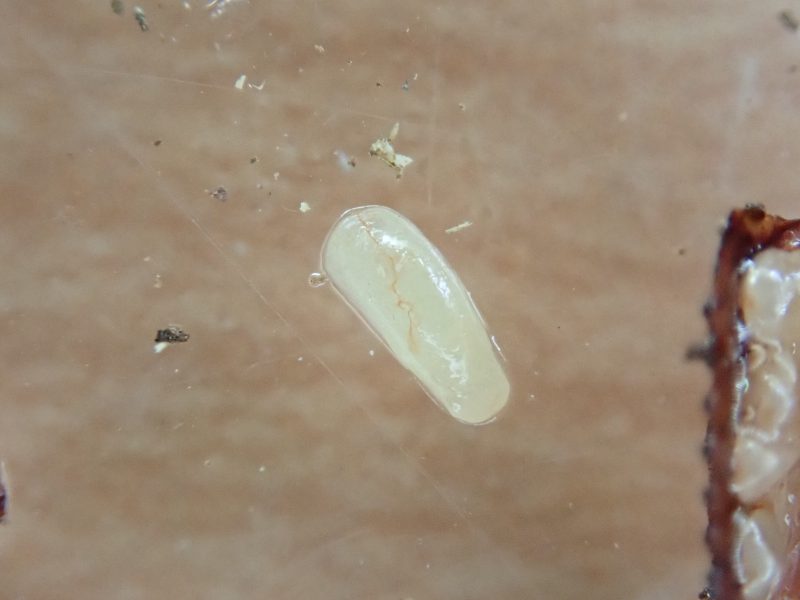 スズキゴキブリ卵鞘 | ねずみ・害虫・シロアリ駆除ならシー・アイ・シー