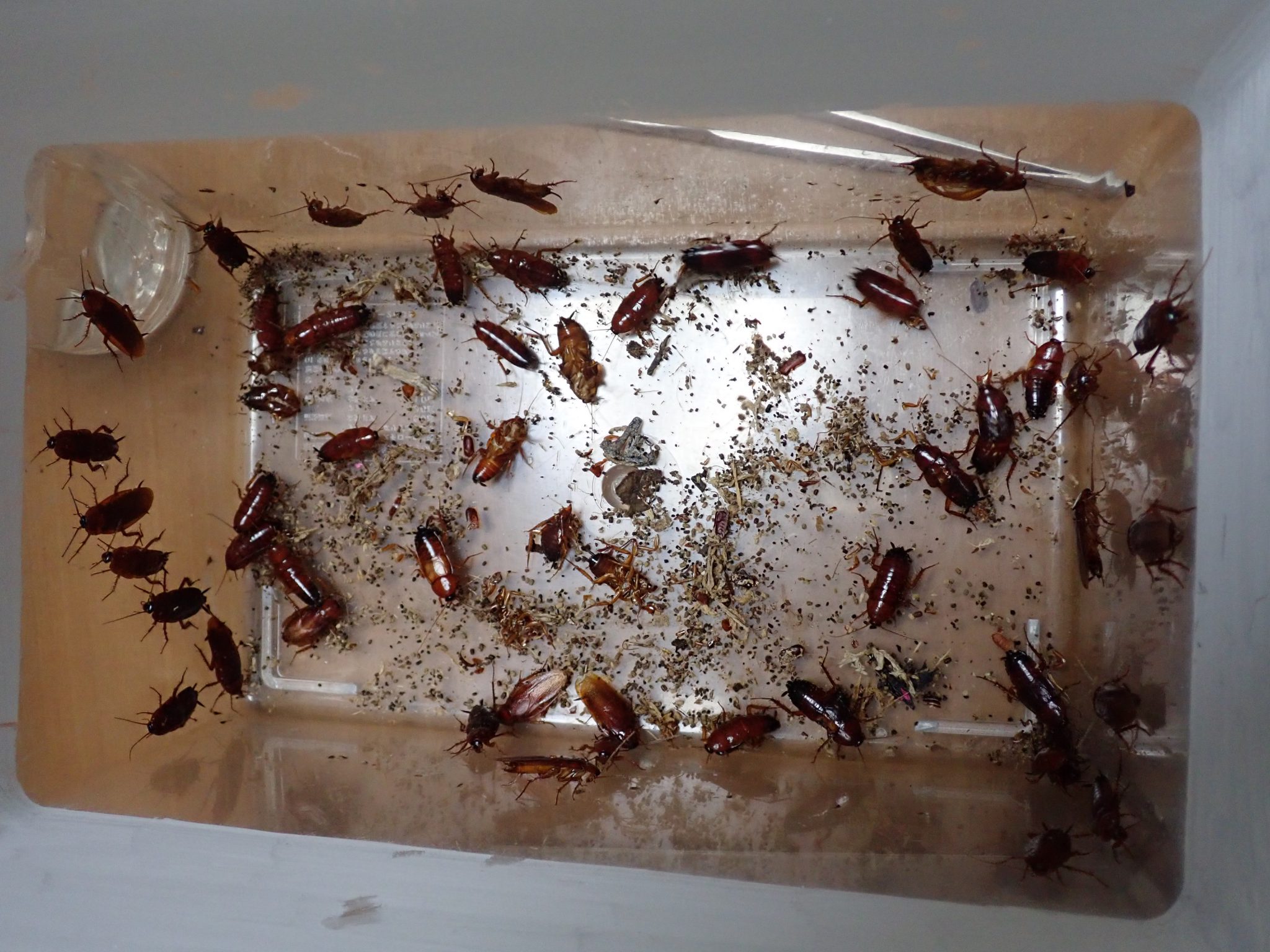 スズキゴキブリの卵鞘Ⅱ | ねずみ・害虫・シロアリ駆除ならシー・アイ・シー