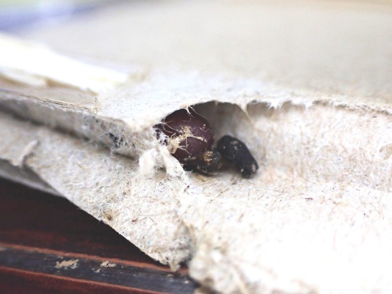 ワモンゴキブリの卵鞘の産み付け方 | ねずみ・害虫・シロアリ駆除ならシー・アイ・シー