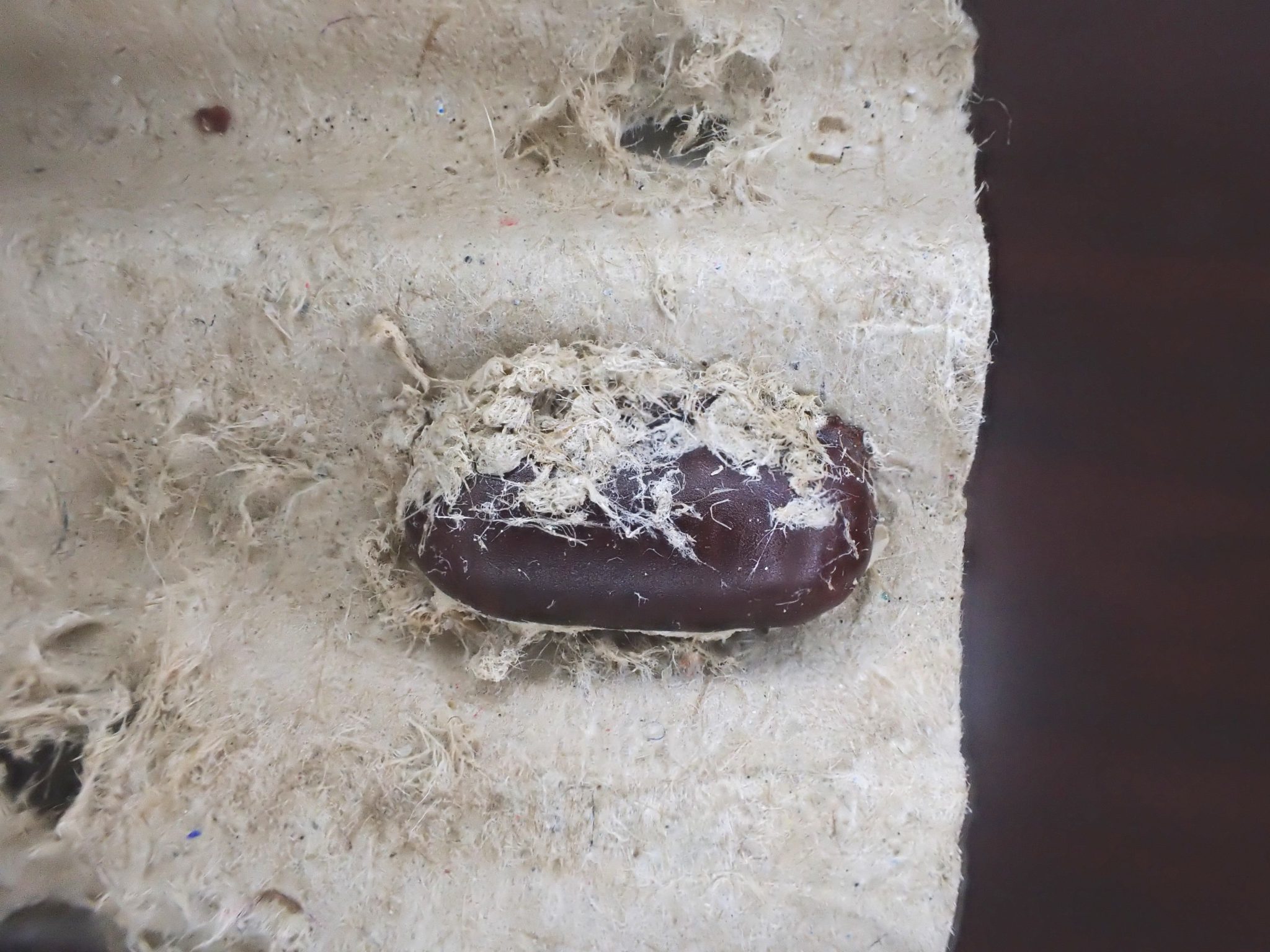 ワモンゴキブリの卵鞘の産み付け方 | ねずみ・害虫・シロアリ駆除ならシー・アイ・シー