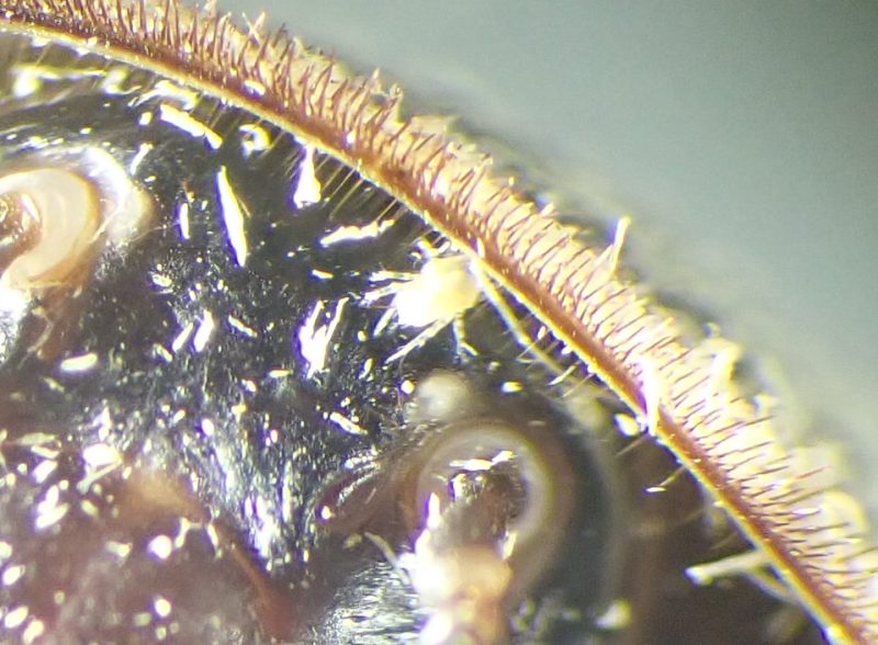 Eupolyphaga sinensis | ねずみ・害虫・シロアリ駆除ならシー・アイ・シー