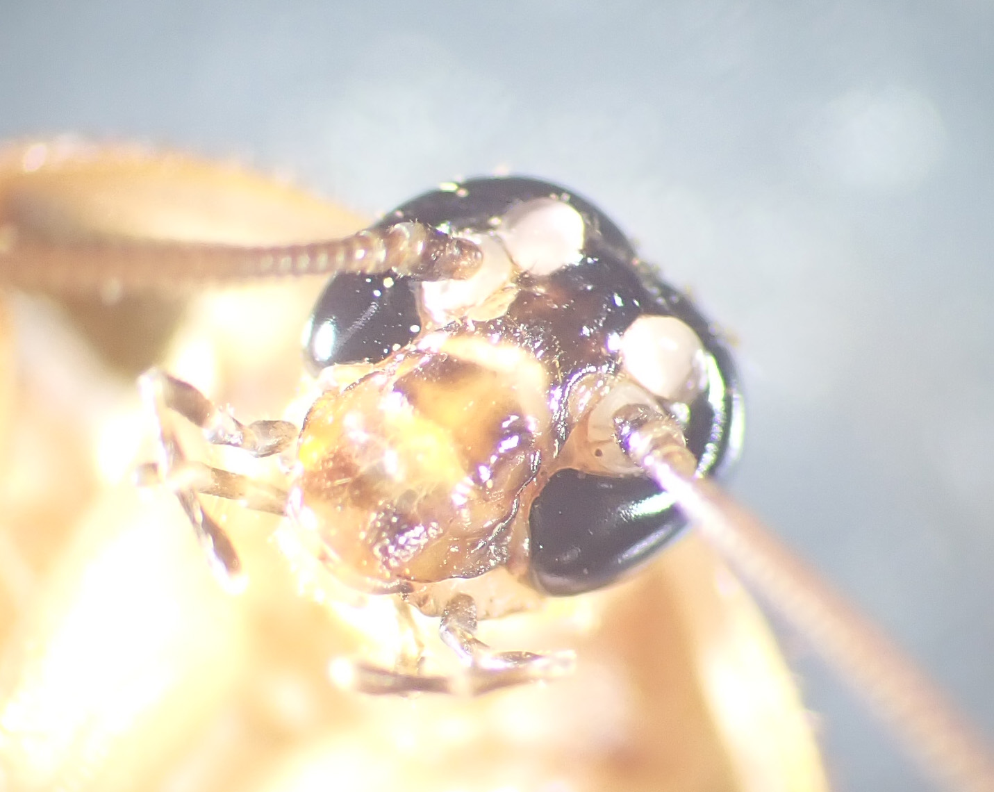 Eupolyphaga sinensis | ねずみ・害虫・シロアリ駆除ならシー・アイ・シー