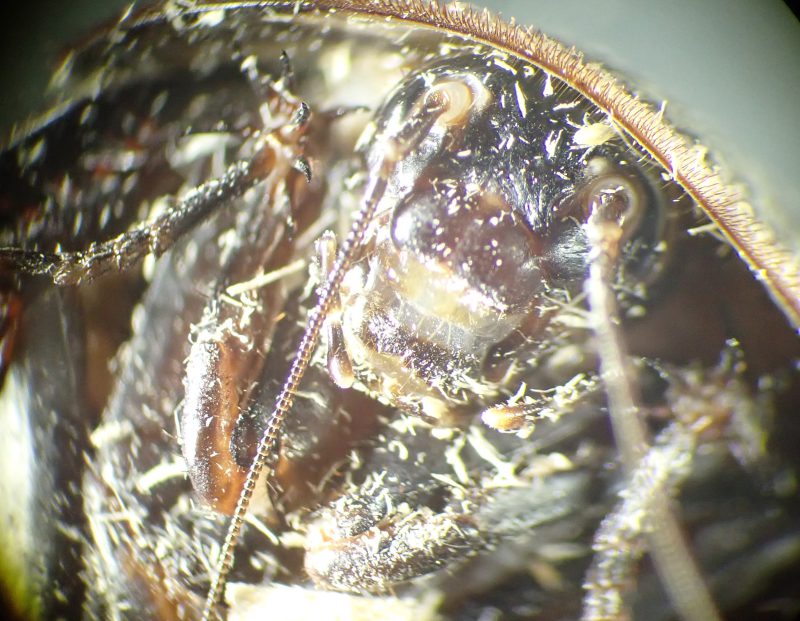 Eupolyphaga sinensis | ねずみ・害虫・シロアリ駆除ならシー・アイ・シー