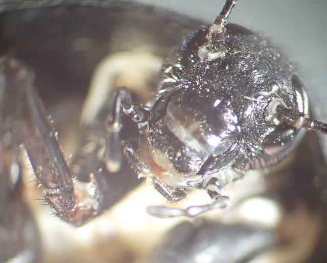 Eupolyphaga sinensis | ねずみ・害虫・シロアリ駆除ならシー・アイ・シー