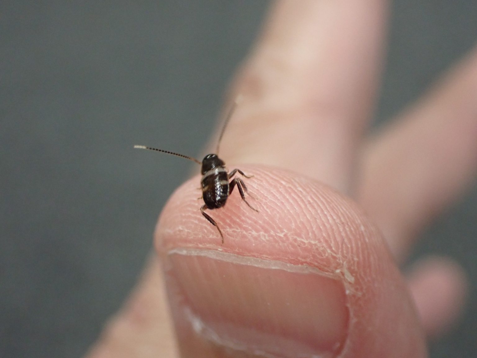 クロゴキブリ幼虫 | ねずみ・害虫・シロアリ駆除ならシー・アイ・シー