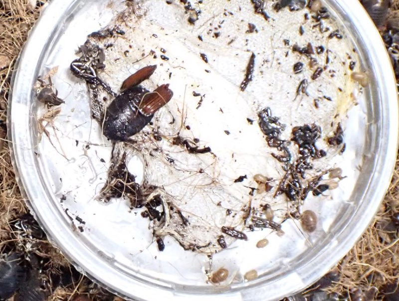 Eupolyphaga sinensis | ねずみ・害虫・シロアリ駆除ならシー・アイ・シー