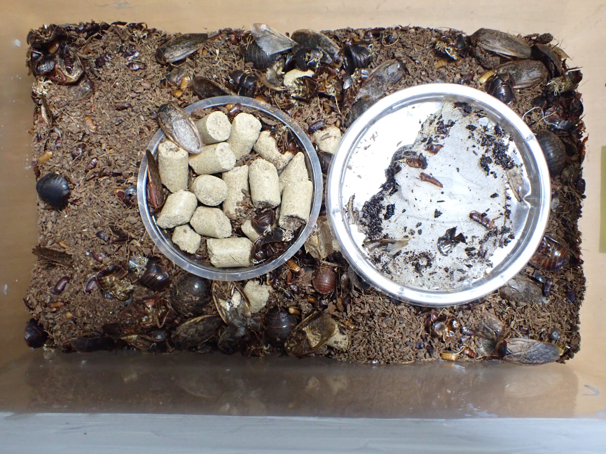 Eupolyphaga sinensis | ねずみ・害虫・シロアリ駆除ならシー・アイ・シー