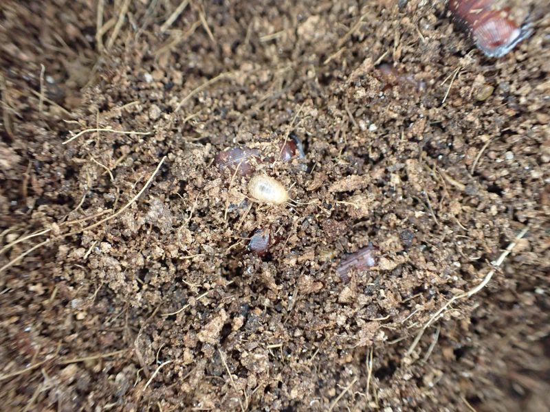 Eupolyphaga sinensis | ねずみ・害虫・シロアリ駆除ならシー・アイ・シー