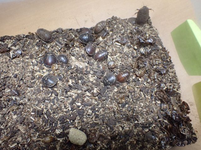 Eupolyphaga sinensis | ねずみ・害虫・シロアリ駆除ならシー・アイ・シー