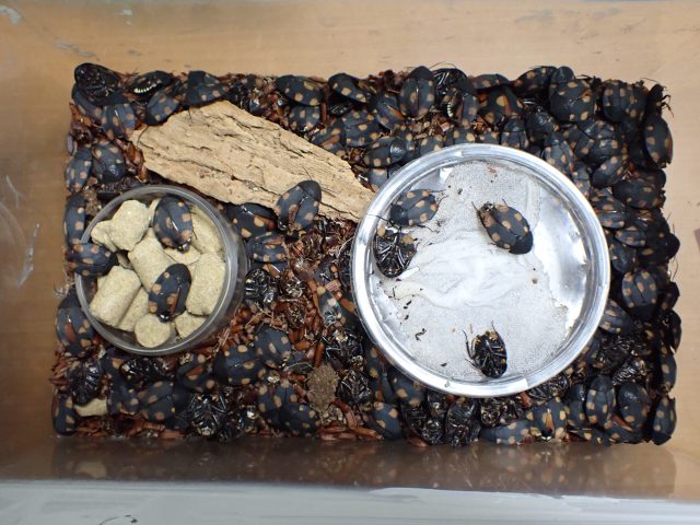 Eupolyphaga sinensis | ねずみ・害虫・シロアリ駆除ならシー・アイ・シー