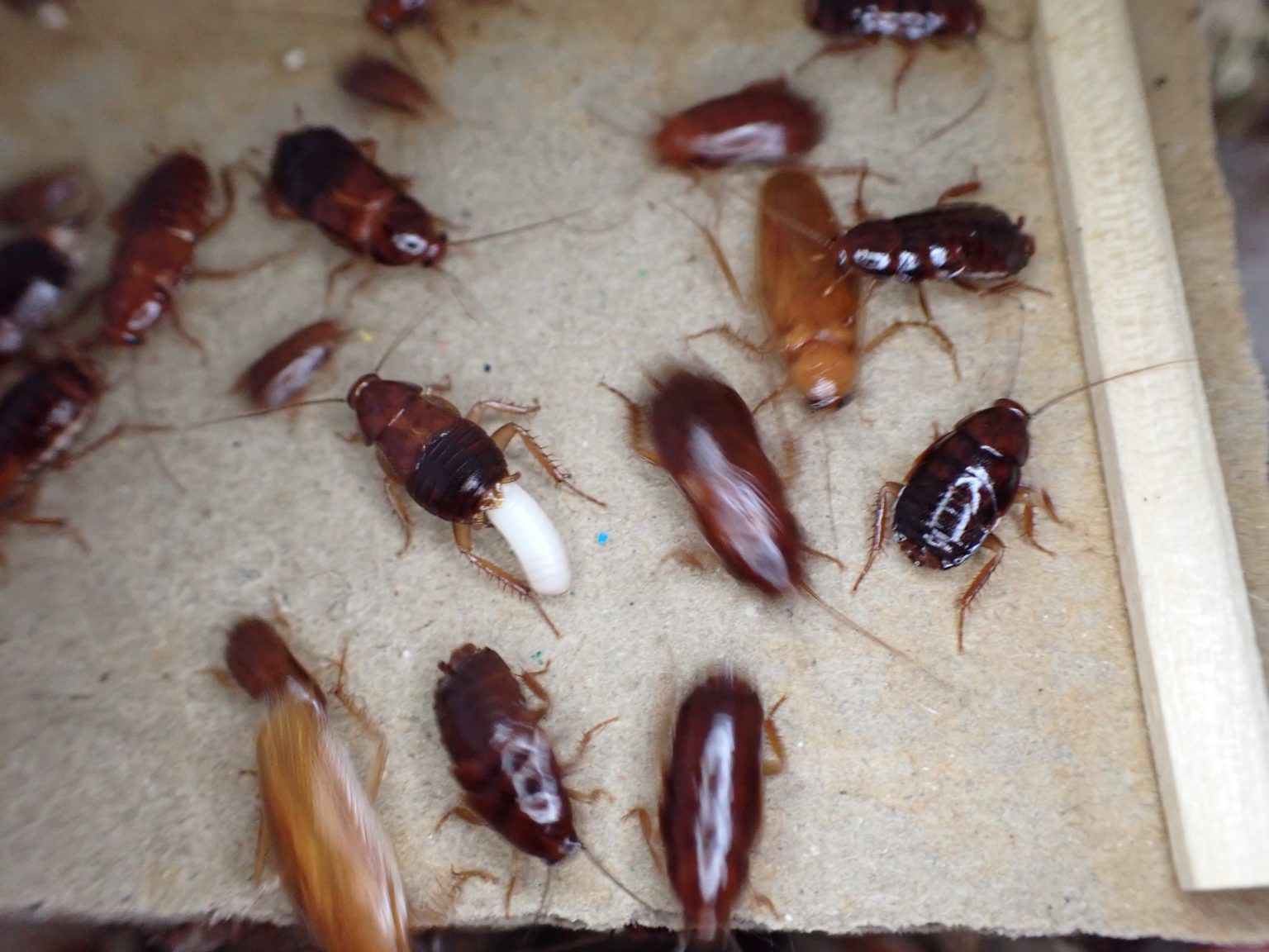 Symploce pallens 卵鞘 | ねずみ・害虫・シロアリ駆除ならシー・アイ・シー