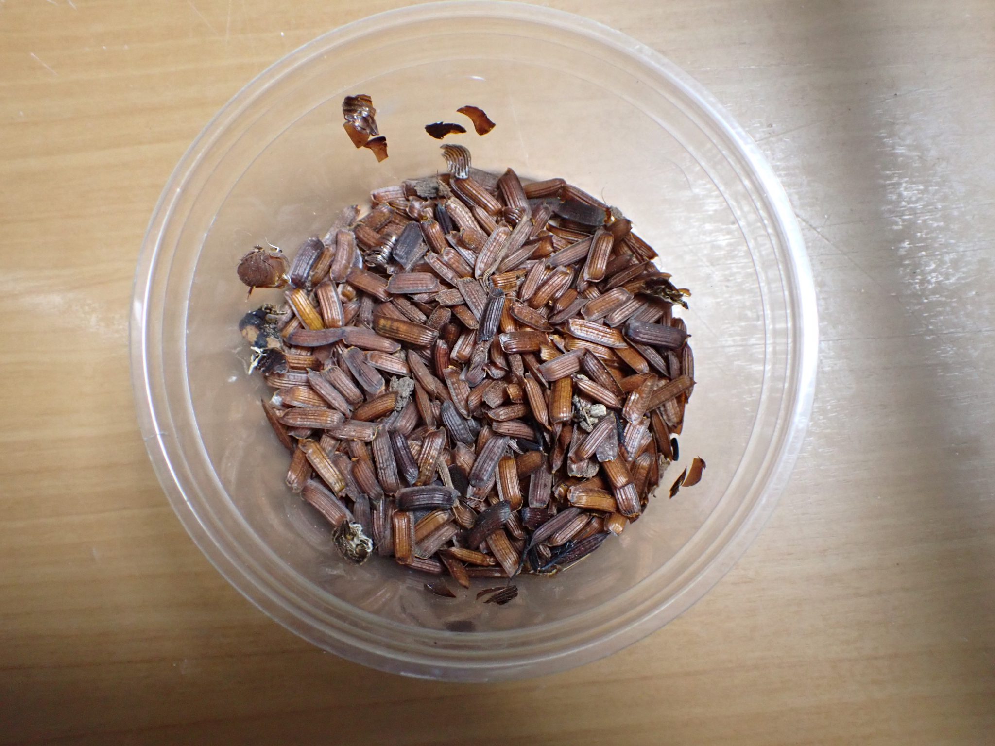 Therea regularis床替え | ねずみ・害虫・シロアリ駆除ならシー・アイ・シー