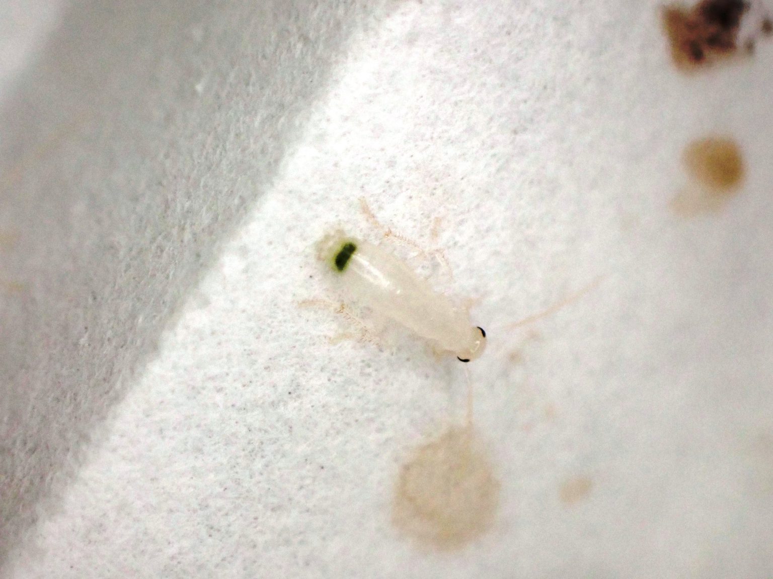 チャバネゴキブリ孵化幼虫 | ねずみ・害虫・シロアリ駆除ならシー・アイ・シー