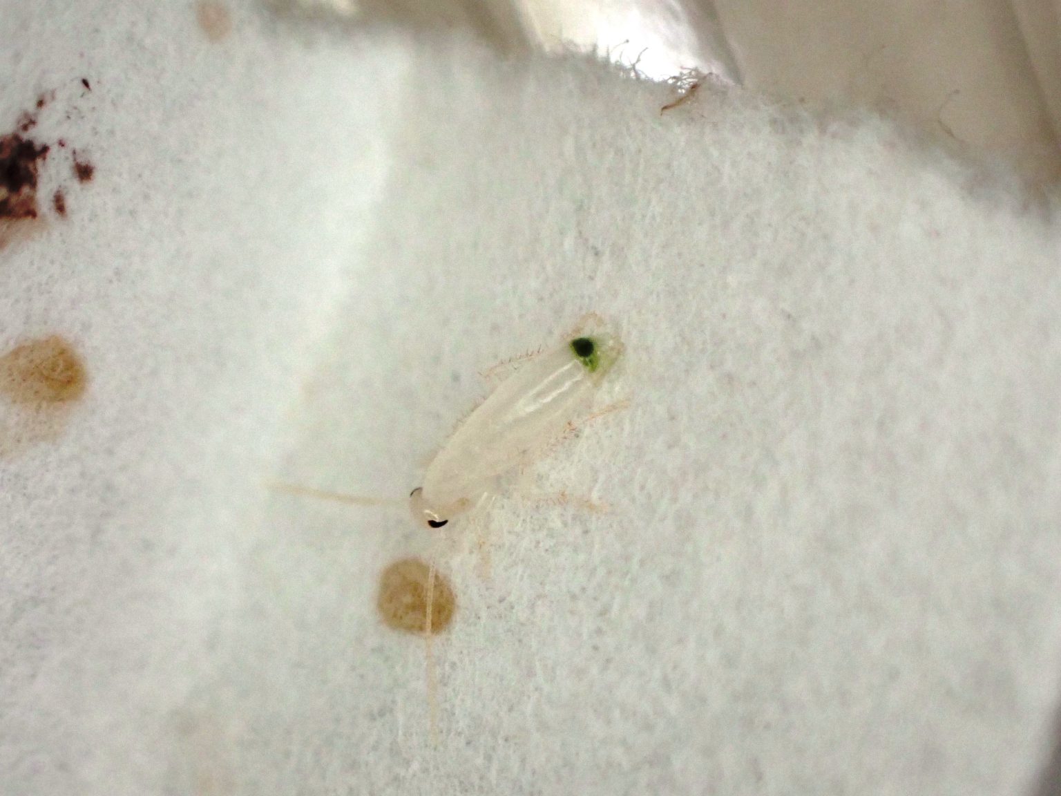 チャバネゴキブリ孵化幼虫 | ねずみ・害虫・シロアリ駆除ならシー・アイ・シー