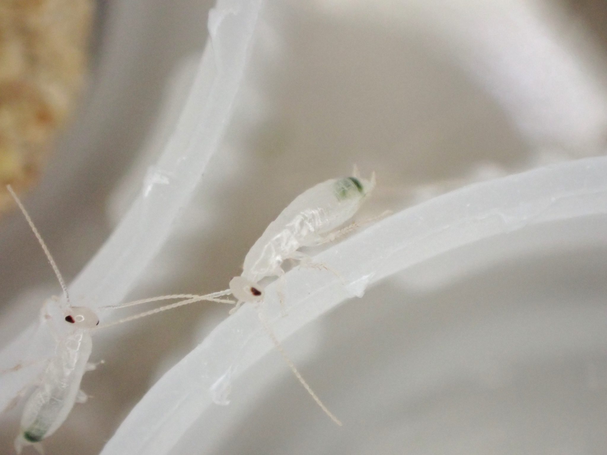 チャバネゴキブリ孵化幼虫 | ねずみ・害虫・シロアリ駆除ならシー・アイ・シー