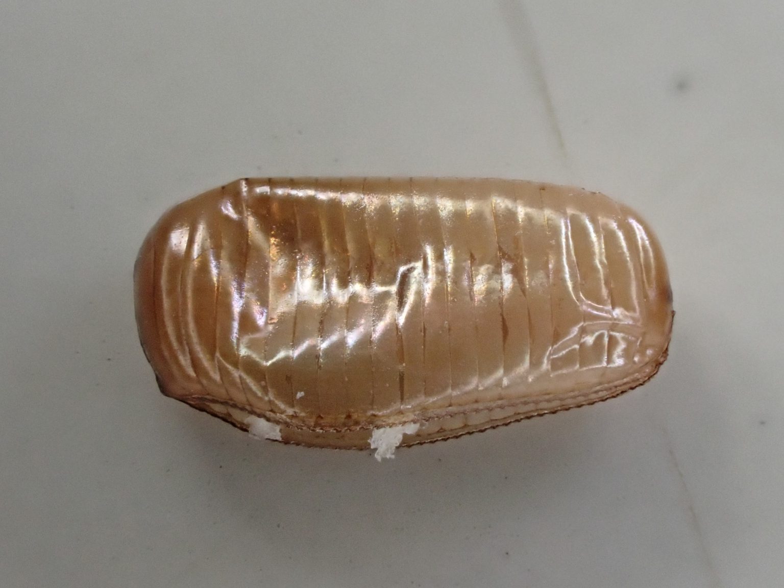 チャバネゴキブリ孵化幼虫 | ねずみ・害虫・シロアリ駆除ならシー・アイ・シー