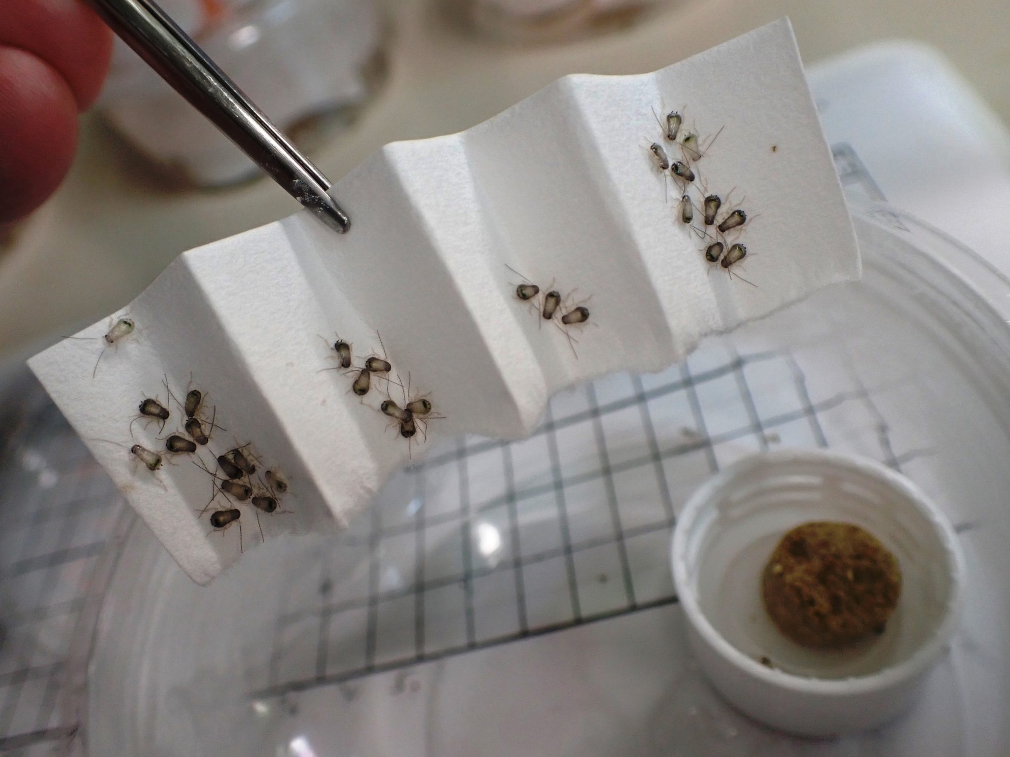 チャバネゴキブリ孵化幼虫 | ねずみ・害虫・シロアリ駆除ならシー・アイ・シー