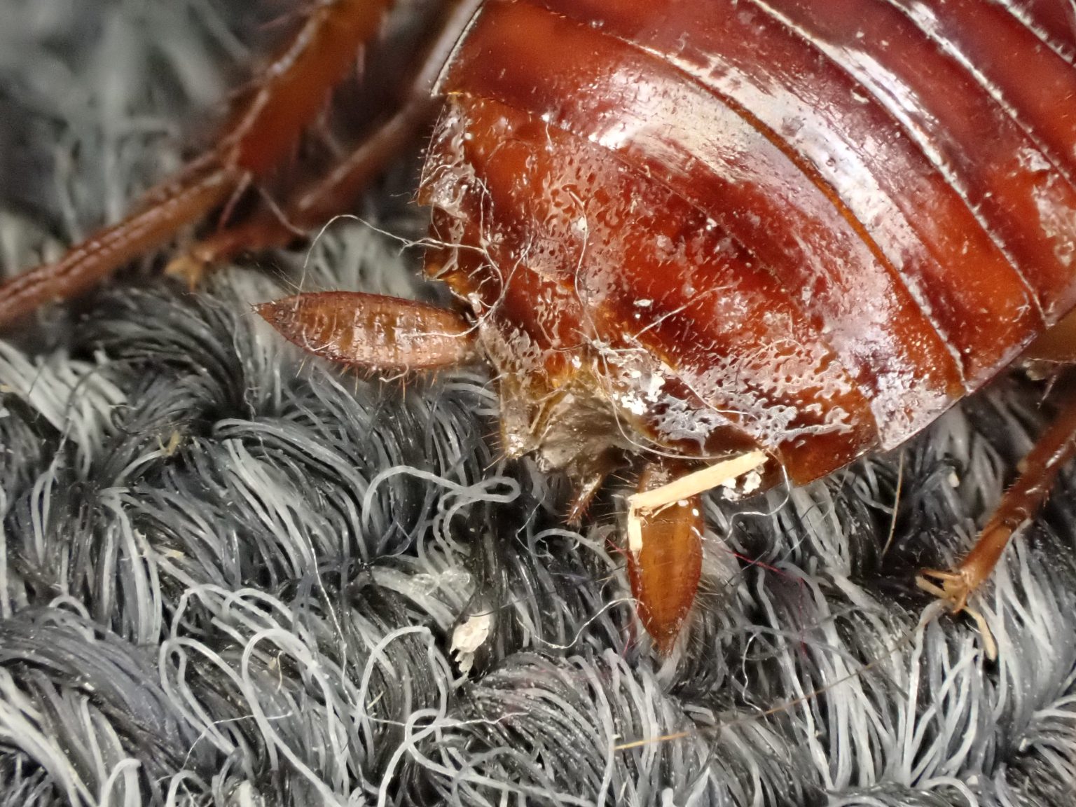 誰かに踏まれたクロゴキブリ幼虫 | ねずみ・害虫・シロアリ駆除ならシー・アイ・シー