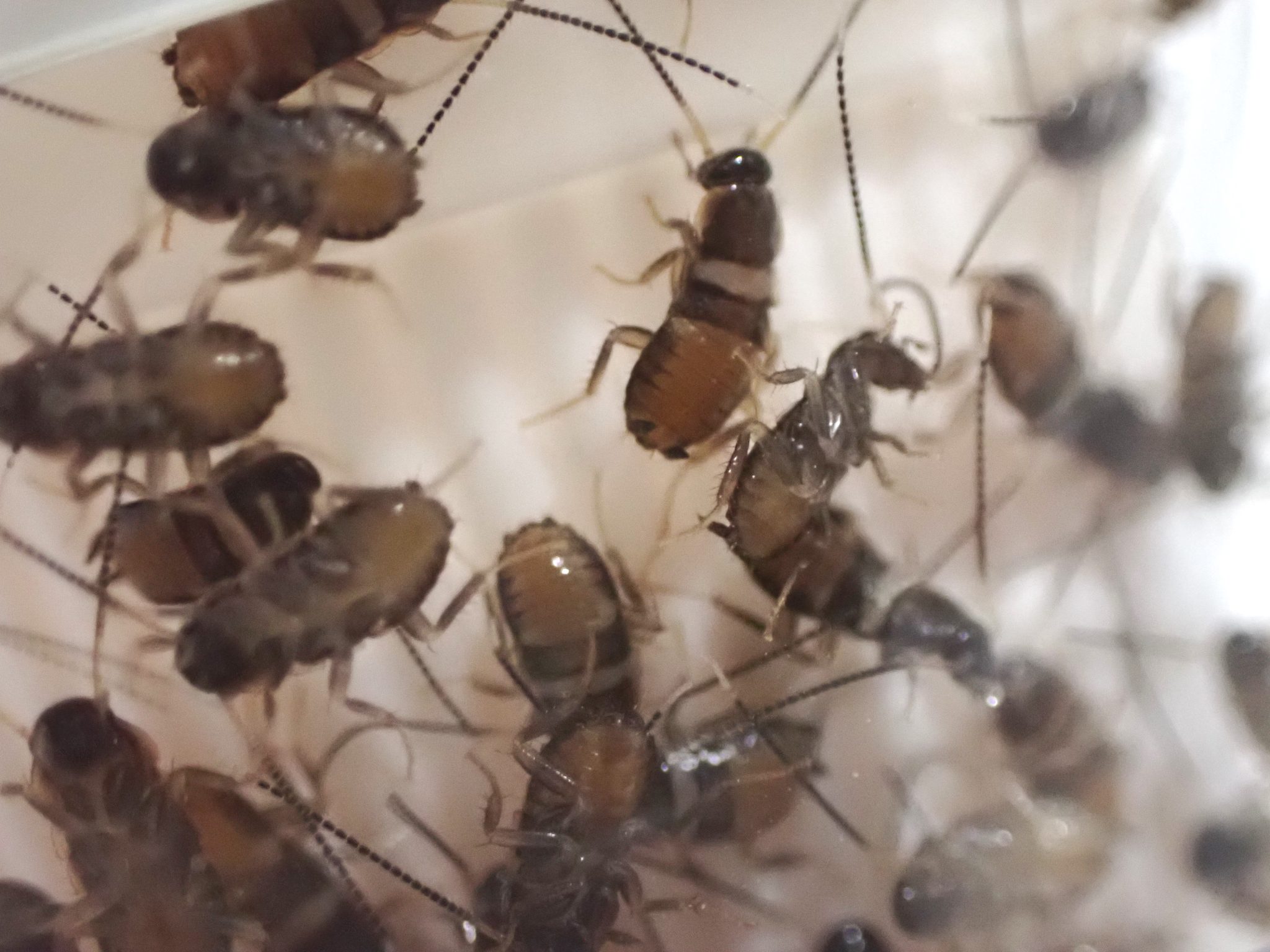 トビイロゴキブリ孵化 | ねずみ・害虫・シロアリ駆除ならシー・アイ・シー