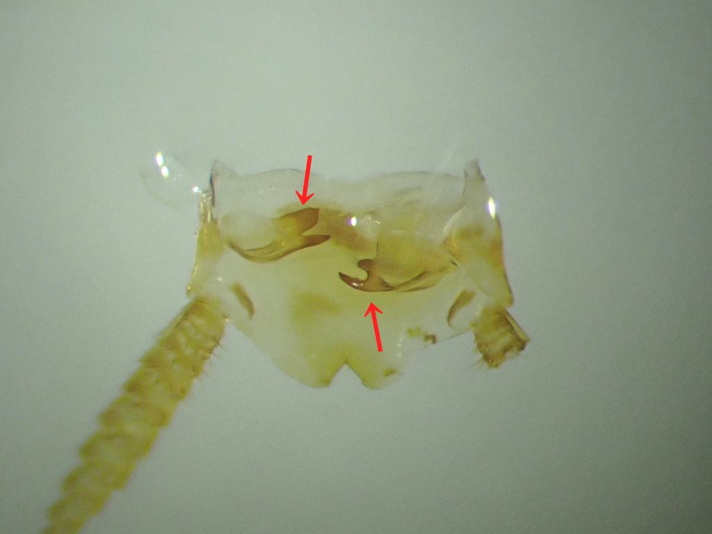 アマミモリゴキブリのparaproct | ねずみ・害虫・シロアリ駆除ならシー・アイ・シー