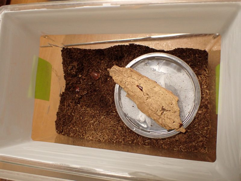 Therea regularis採卵 | ねずみ・害虫・シロアリ駆除ならシー・アイ・シー