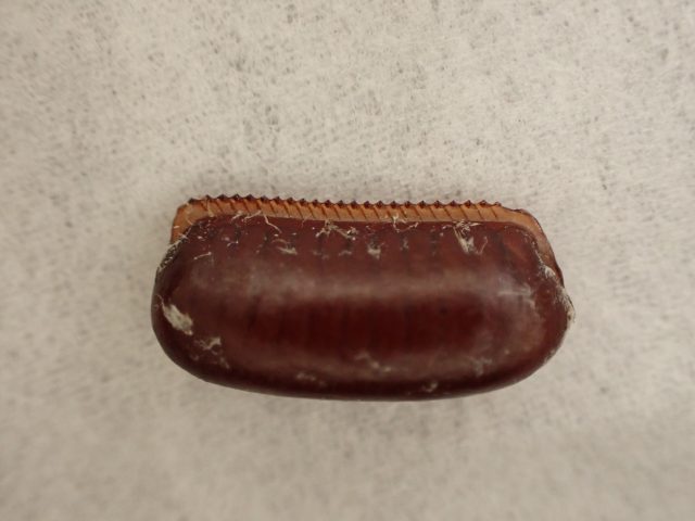 クロゴキブリ卵鞘消毒 | ねずみ・害虫・シロアリ駆除ならシー・アイ・シー