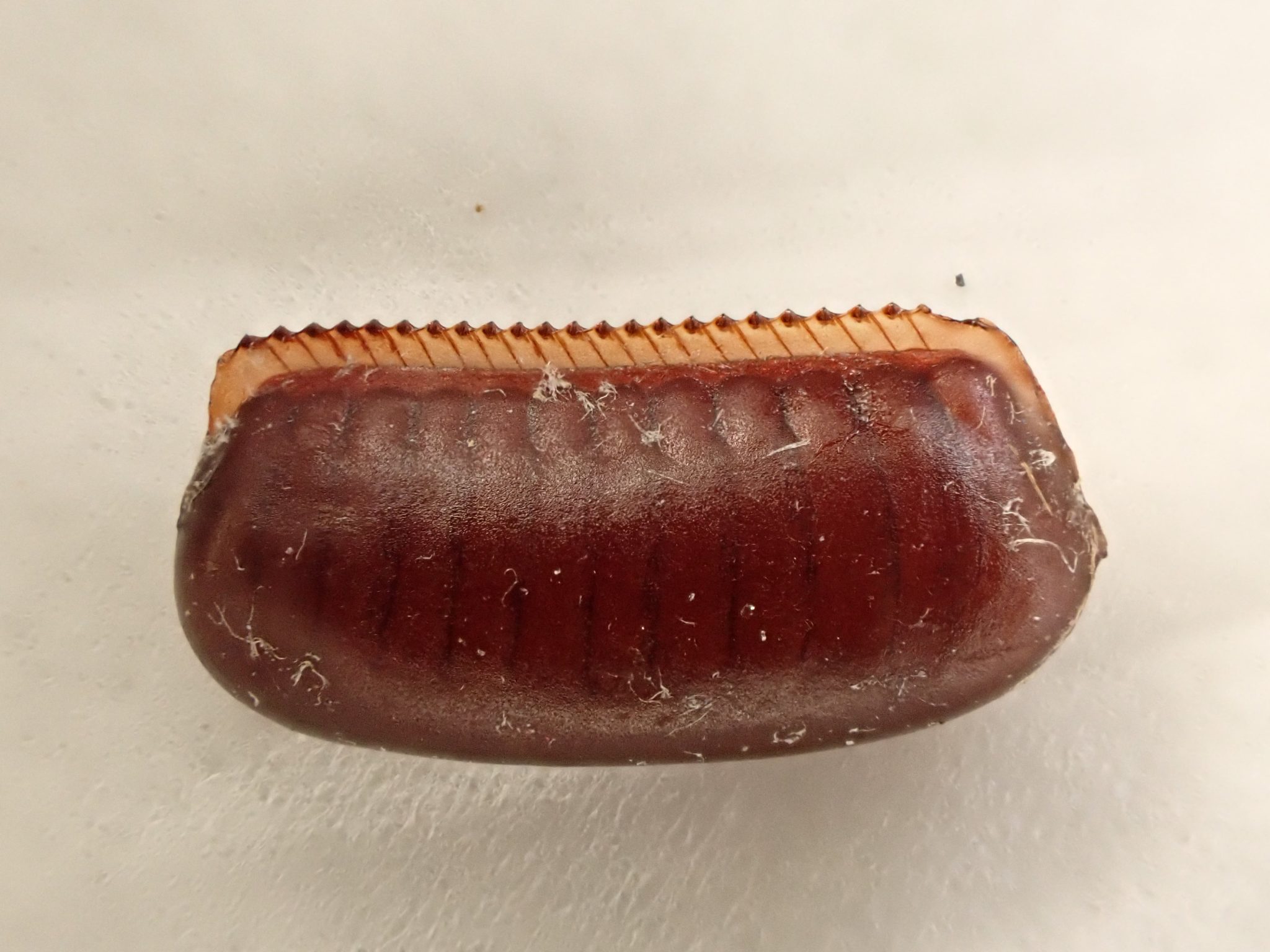 クロゴキブリ卵鞘消毒 | ねずみ・害虫・シロアリ駆除ならシー・アイ・シー