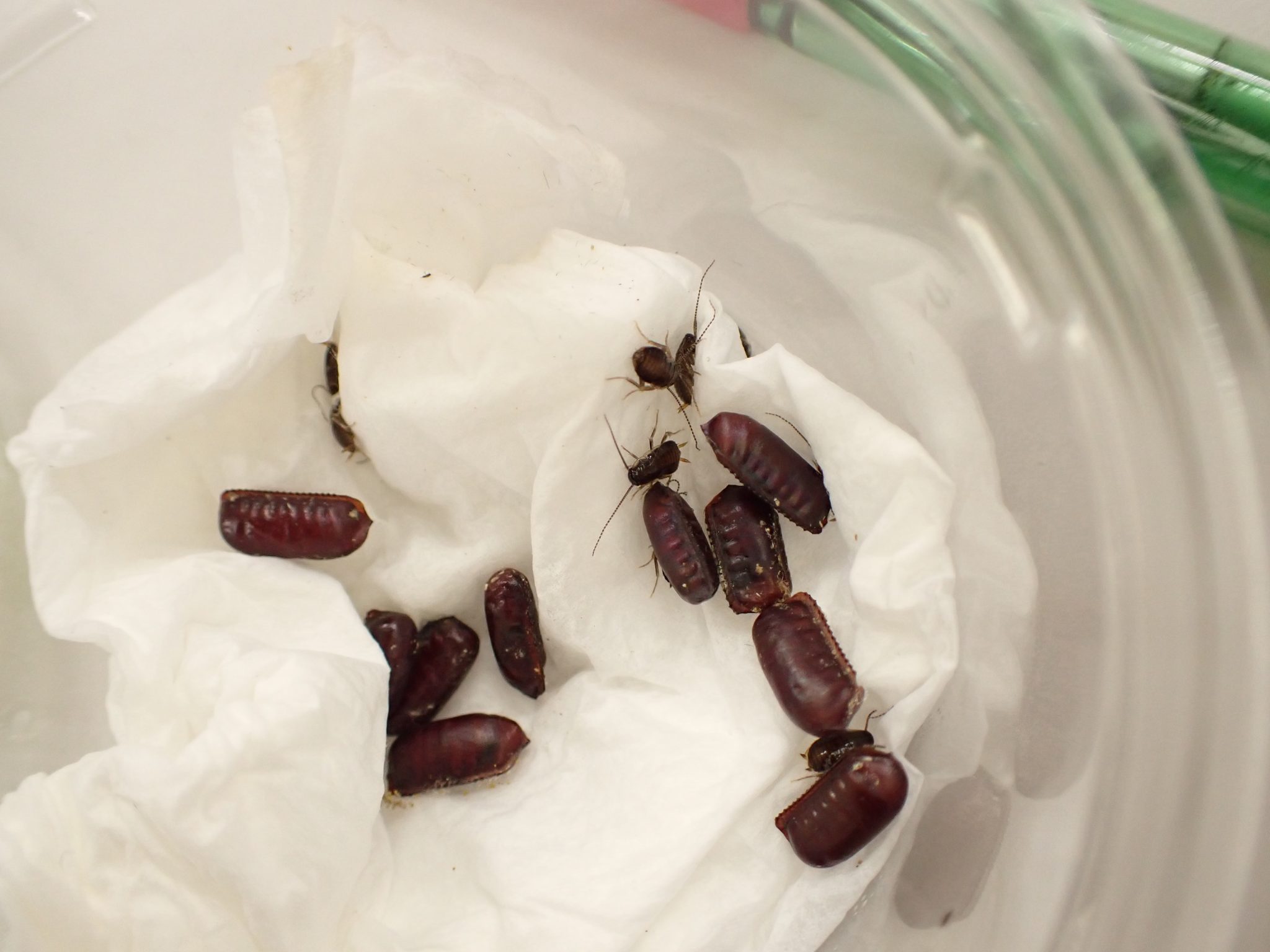 殺菌したヤマトゴキブリ卵鞘2個目孵化 | ねずみ・害虫・シロアリ駆除ならシー・アイ・シー