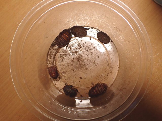 Therea regularisが | ねずみ・害虫・シロアリ駆除ならシー・アイ・シー