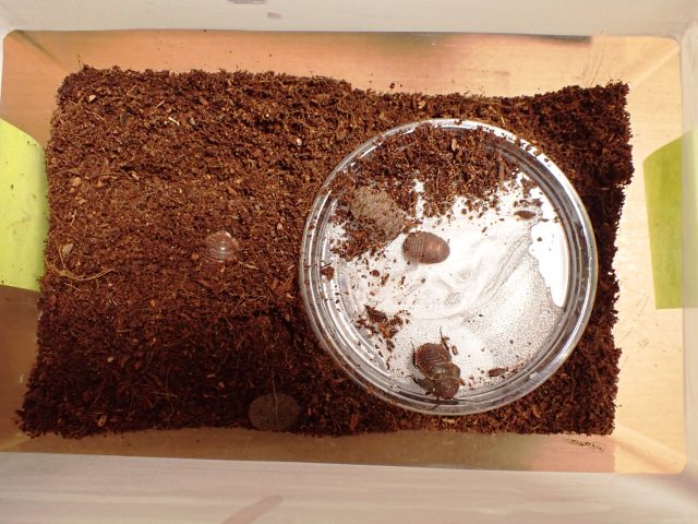 Therea regularisが | ねずみ・害虫・シロアリ駆除ならシー・アイ・シー