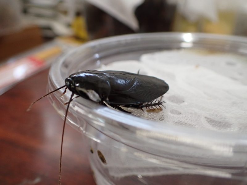 寿命を迎えたウルシゴキブリ | ねずみ・害虫・シロアリ駆除ならシー・アイ・シー