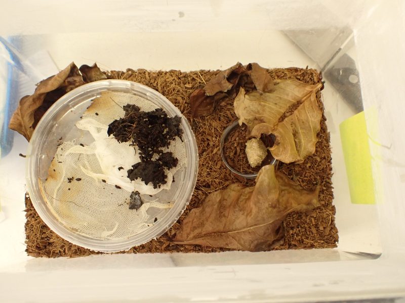 Therea regularis | ねずみ・害虫・シロアリ駆除ならシー・アイ・シー