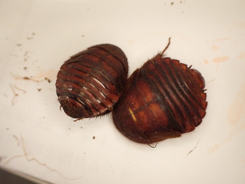 Therea regularis | ねずみ・害虫・シロアリ駆除ならシー・アイ・シー