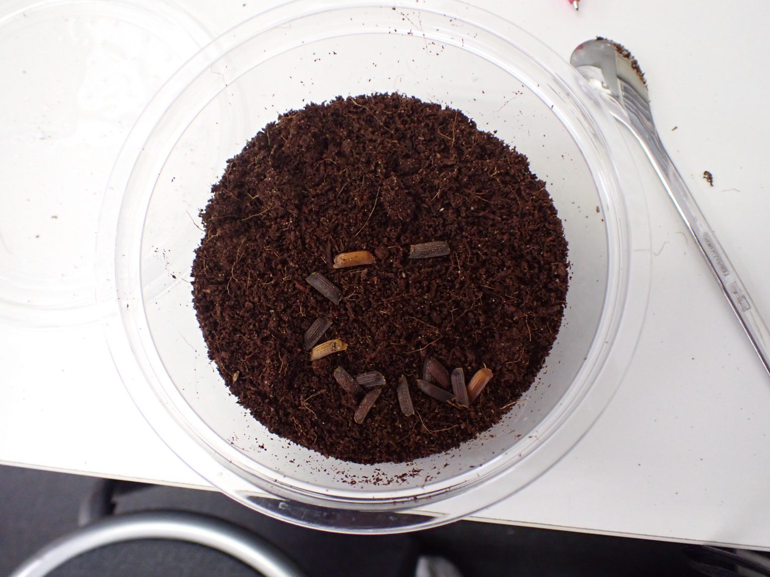 Therea regularis | ねずみ・害虫・シロアリ駆除ならシー・アイ・シー