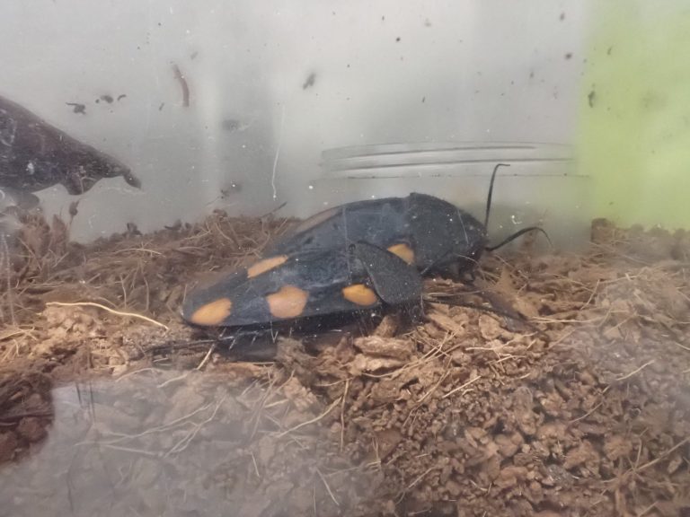 仲良しTherea regularis | ねずみ・害虫・シロアリ駆除ならシー・アイ・シー