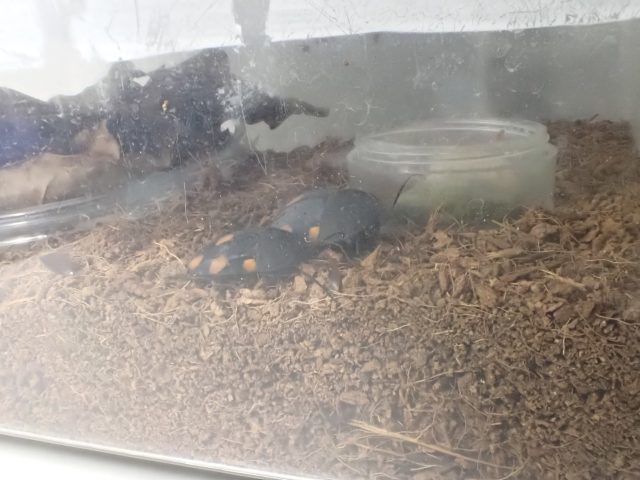 仲良しTherea regularis | ねずみ・害虫・シロアリ駆除ならシー・アイ・シー