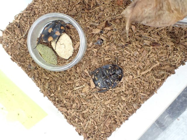 Therea regularis♀死亡 | ねずみ・害虫・シロアリ駆除ならシー・アイ・シー