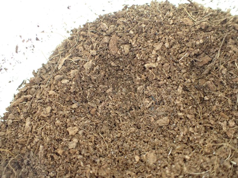 Therea regularis孵化 | ねずみ・害虫・シロアリ駆除ならシー・アイ・シー