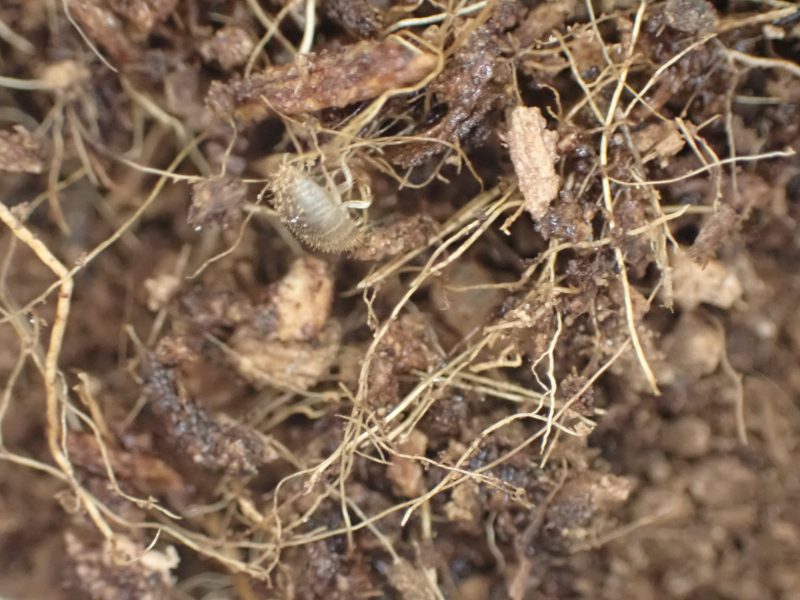 Therea regularis孵化 | ねずみ・害虫・シロアリ駆除ならシー・アイ・シー