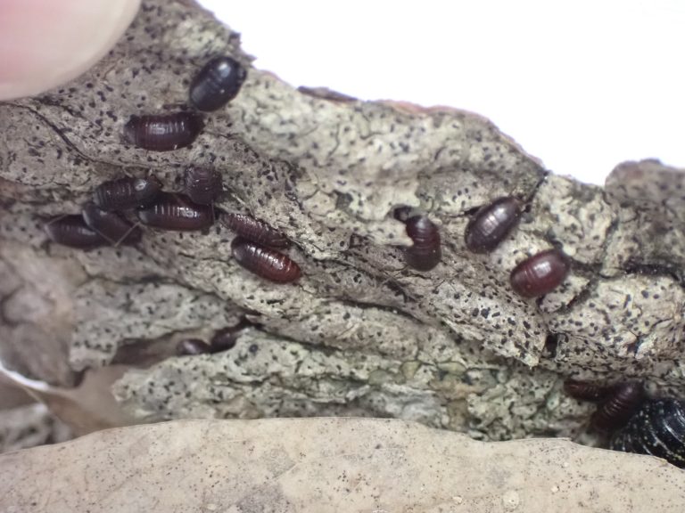 ヒメマルゴキブリ | ねずみ・害虫・シロアリ駆除ならシー・アイ・シー