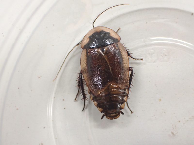 Byrsotria fumigata | ねずみ・害虫・シロアリ駆除ならシー・アイ・シー