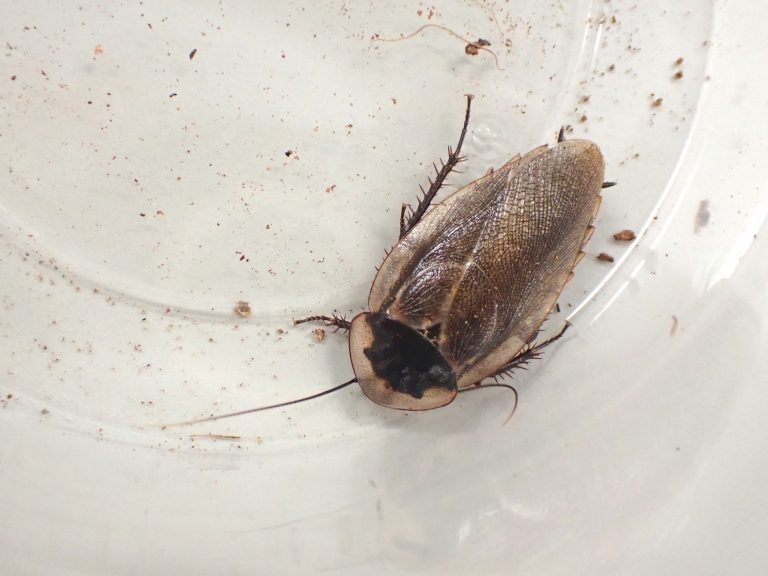 Byrsotria fumigata | ねずみ・害虫・シロアリ駆除ならシー・アイ・シー